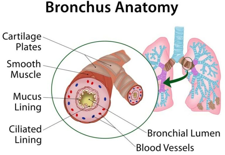 Organ Sistem Pernapasan Manusia, Beserta Fungsi dan Cara Kerjanya ...