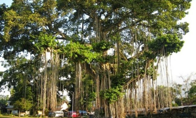 Struktur Morfologi Akar tumbuhan, Fungsi dan Jenisnya Lengkap dengan ...