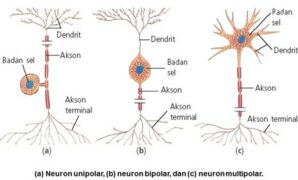 Sel Saraf - Pengertian, Bagian-Bagian, Ciri-Ciri, Jenis dan Fungsi Sel ...